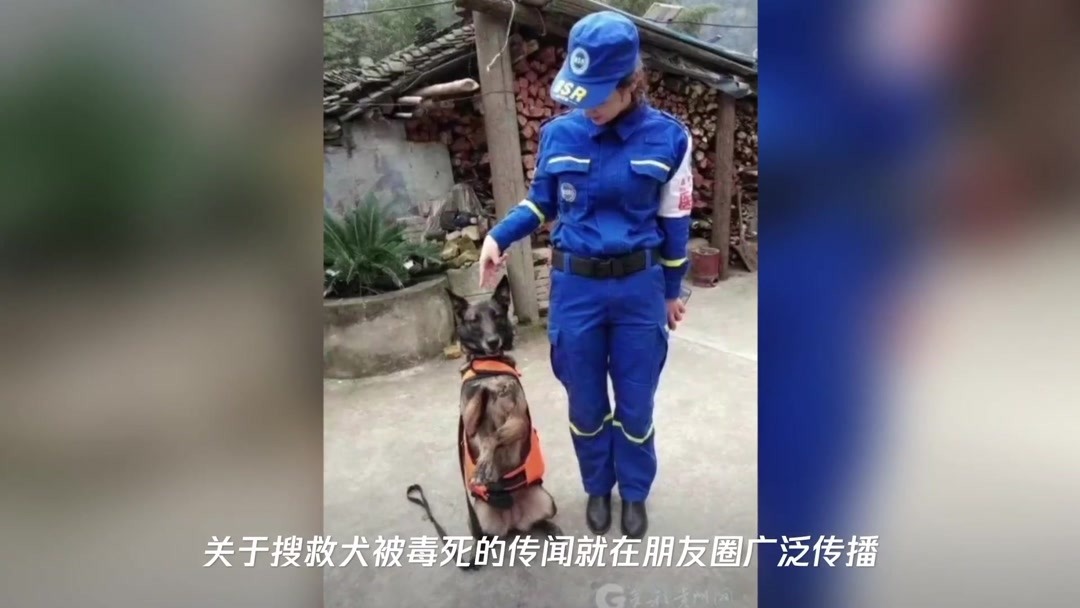 搜救犬都被毒死了,毒狗的人猖獗到了什么程度