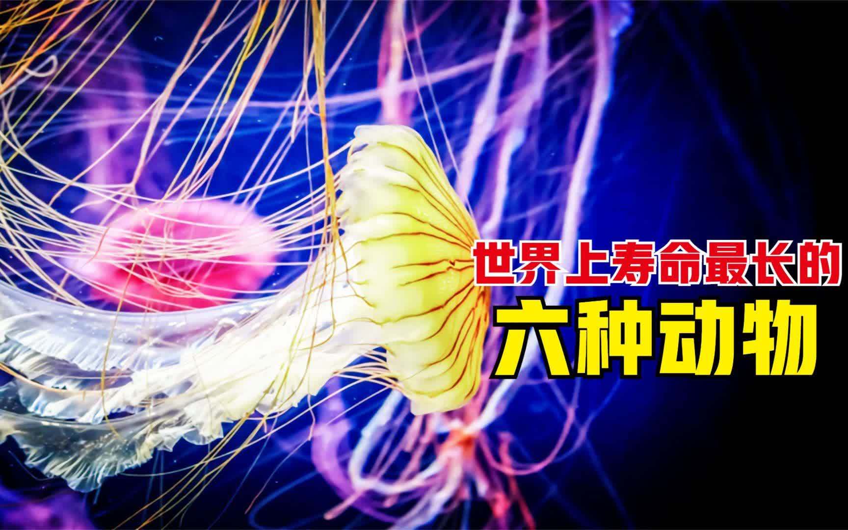 世界上寿命最长的六种动物,也许已经接近永生了,你知道几种呢?