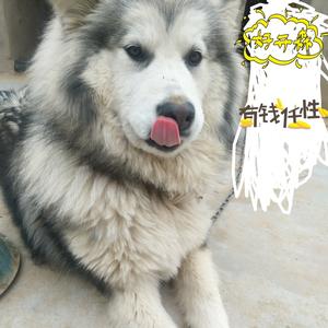 小阿凯0 