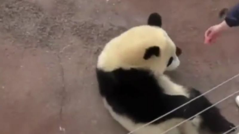 超萌大熊猫到了日本动物园,活成了大爷样