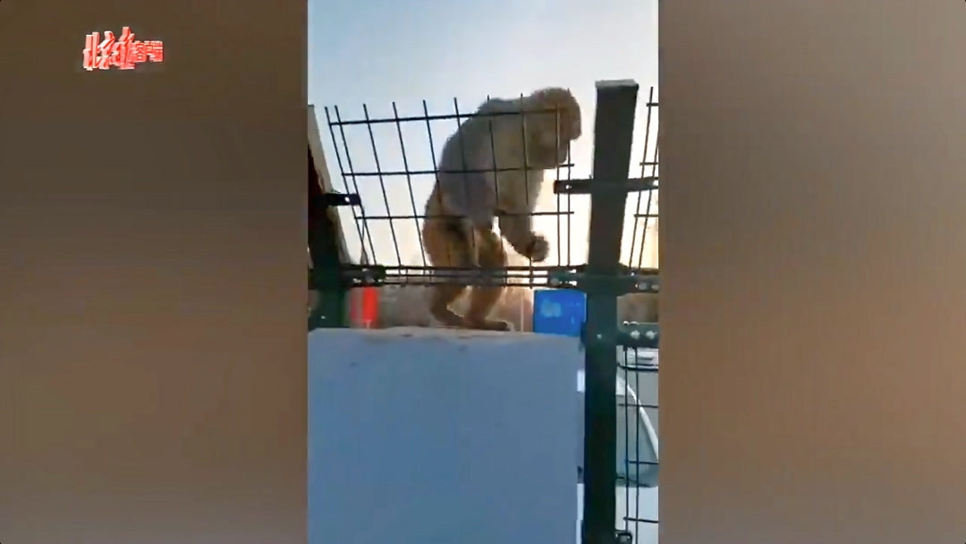 注意!北京闹市区有“美猴王”出没