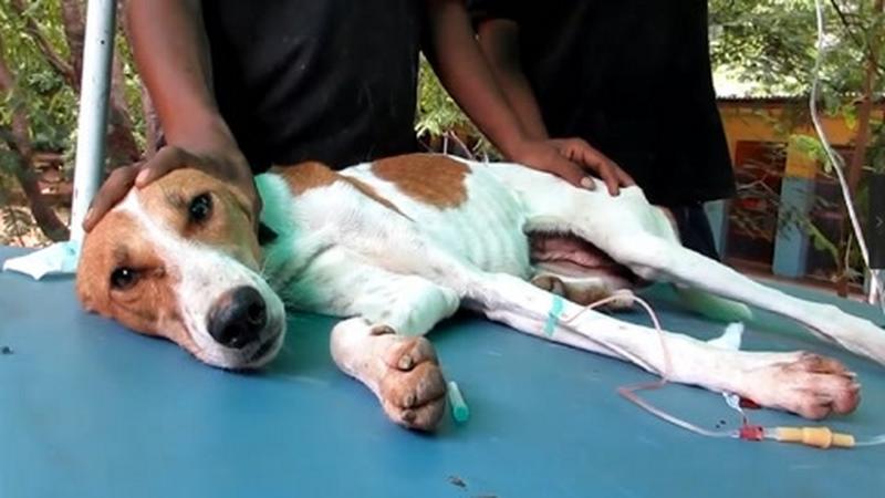 狗狗被困井里5天,救援环境险恶