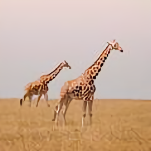 Sunlightus 