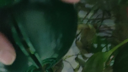 【控根生长器】苗木嫁接使用