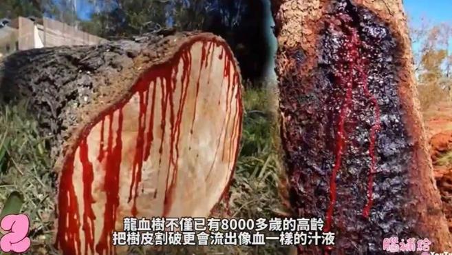 「知识」全世界最老的树!还会流血!