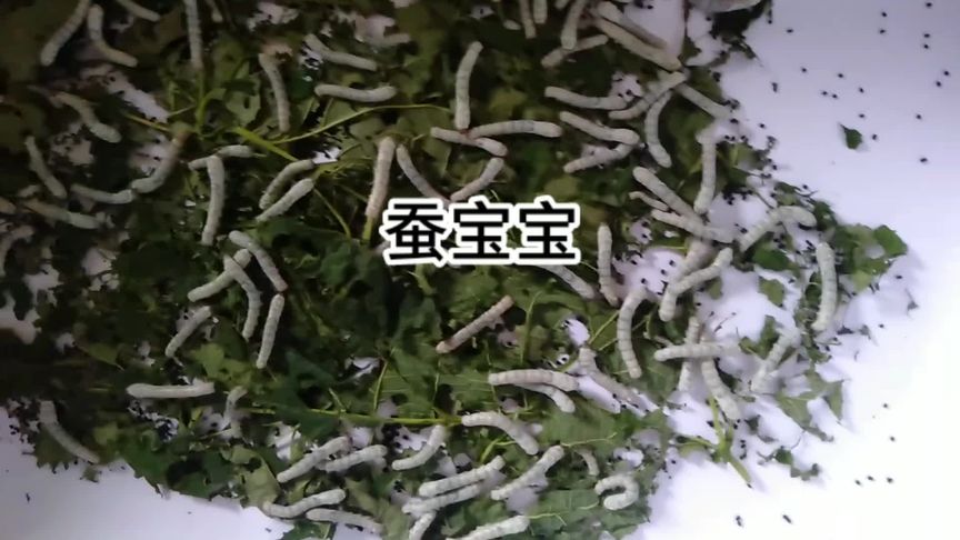 蚕宝宝又长大了#蚕宝宝 宝宝们期待着#蚕宝宝成长记