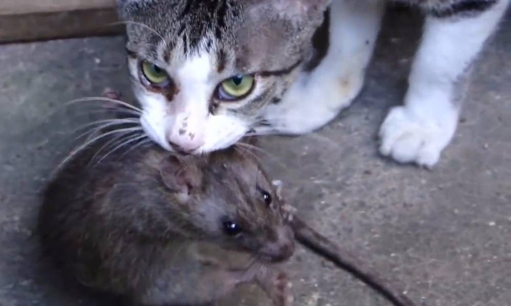 猫咪追赶老鼠,老鼠急中生智,下一秒憋住别笑