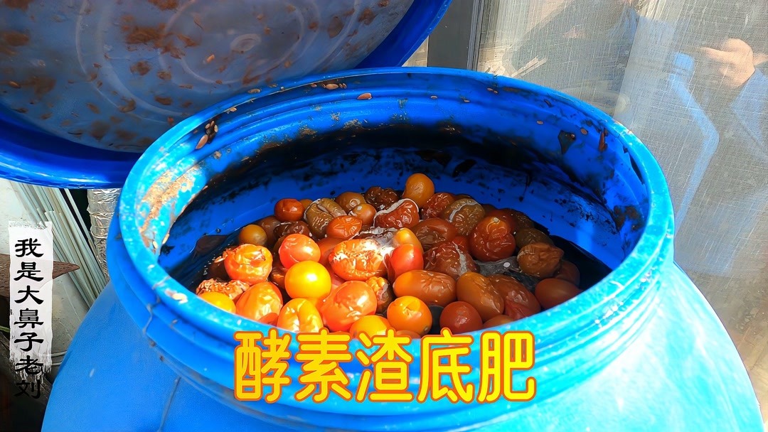 制作酵素剩余大量残渣,这些废料不要扔!变废为宝成为园艺底肥