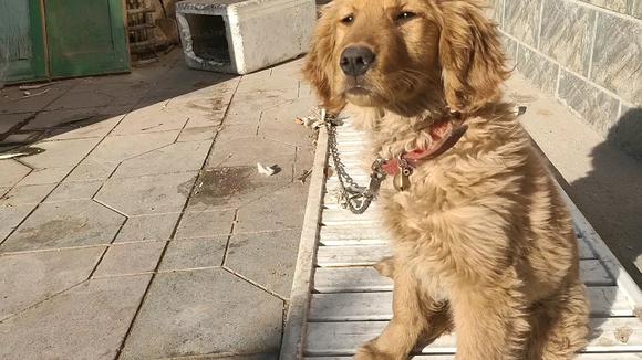 村子被封路了。小狗的病只有在家自己给它治疗啦。