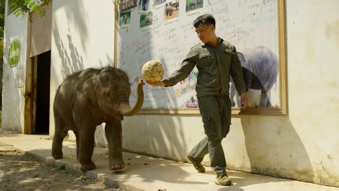 精彩中国:第2集 云南 野生动物王国