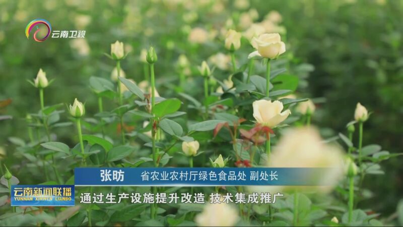 [云南新闻联播]前三季度全省农林牧渔业总产值4162.82亿元 特色产业...