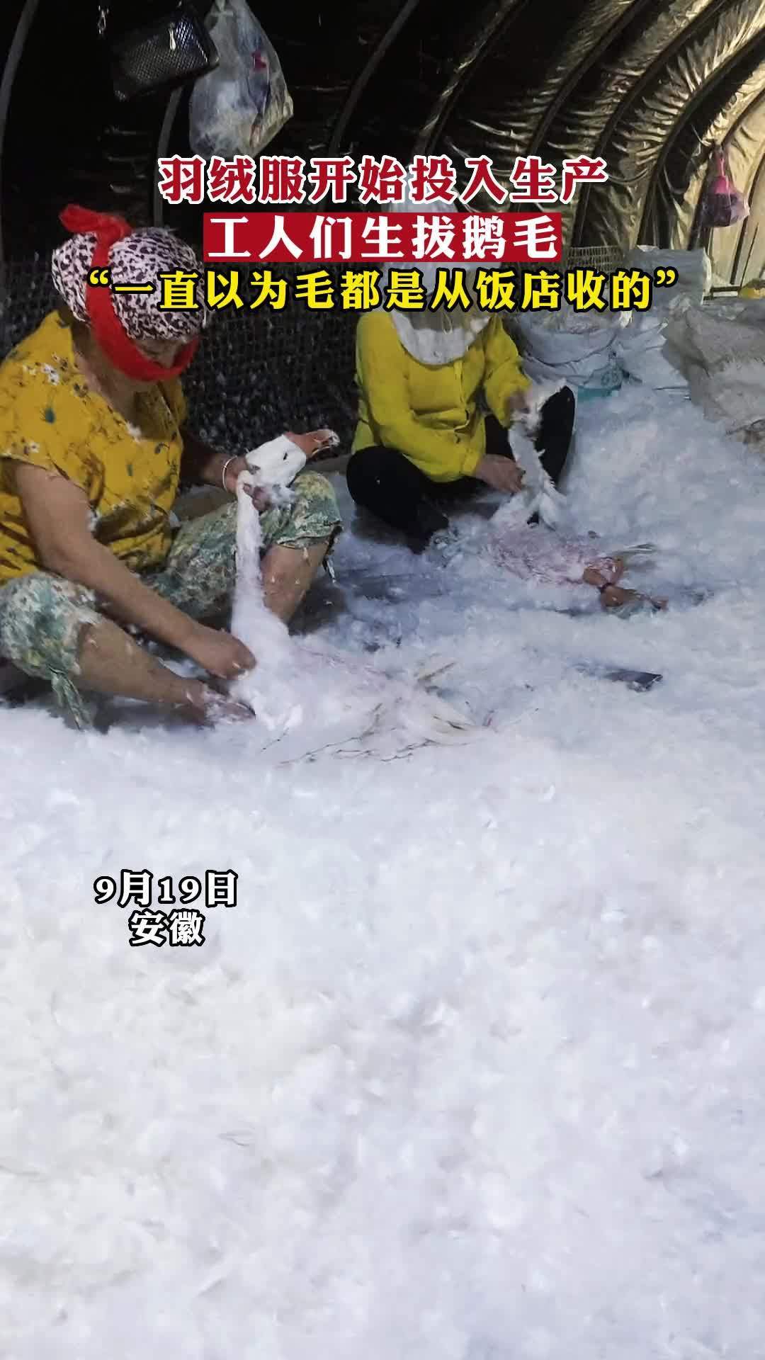羽绒服开始投入生产,工人们生拔鹅毛
