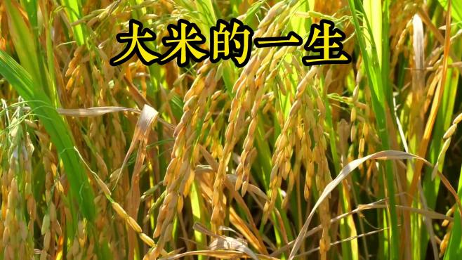 大米的一生,一起看看水稻从种植到采收的全过程