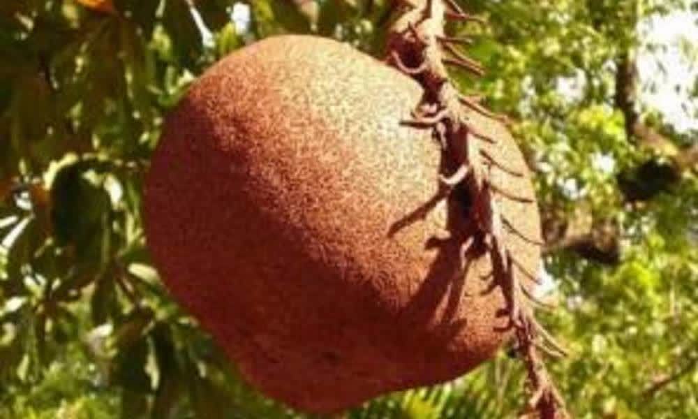 世界上最危险的树,炸弹树果实会爆炸,威力如一颗小型手榴弹!