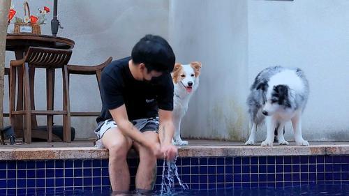 带狗狗去3000块天的泳池别墅玩儿,原来不是每只狗都会游泳啊?