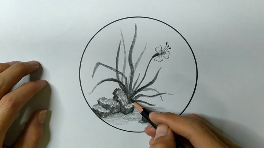 兰花植物小素描绘画