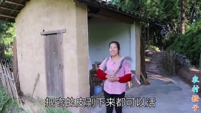 农村这种强大的树皮, 有咽喉炎的人都需要它,阿红爬到...
