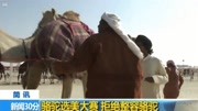 骆驼选美大赛 拒绝整容骆驼