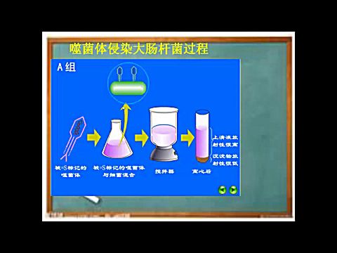 噬菌体侵染大肠杆菌实验最终版