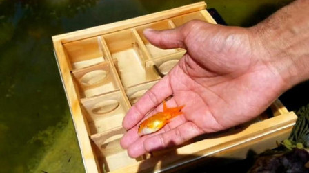 鱼的记忆真的只有七秒吗?老外迷宫实验,打脸速度简直不要太快