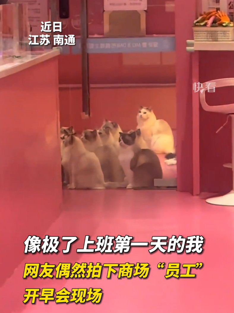 像极了上班第一天的我…网友偶然拍下商场"员工"开早会现场