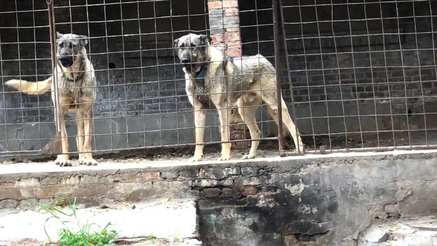 这种狼青犬,警惕性高攻击性强,看家护主属一流,大家来欣赏下