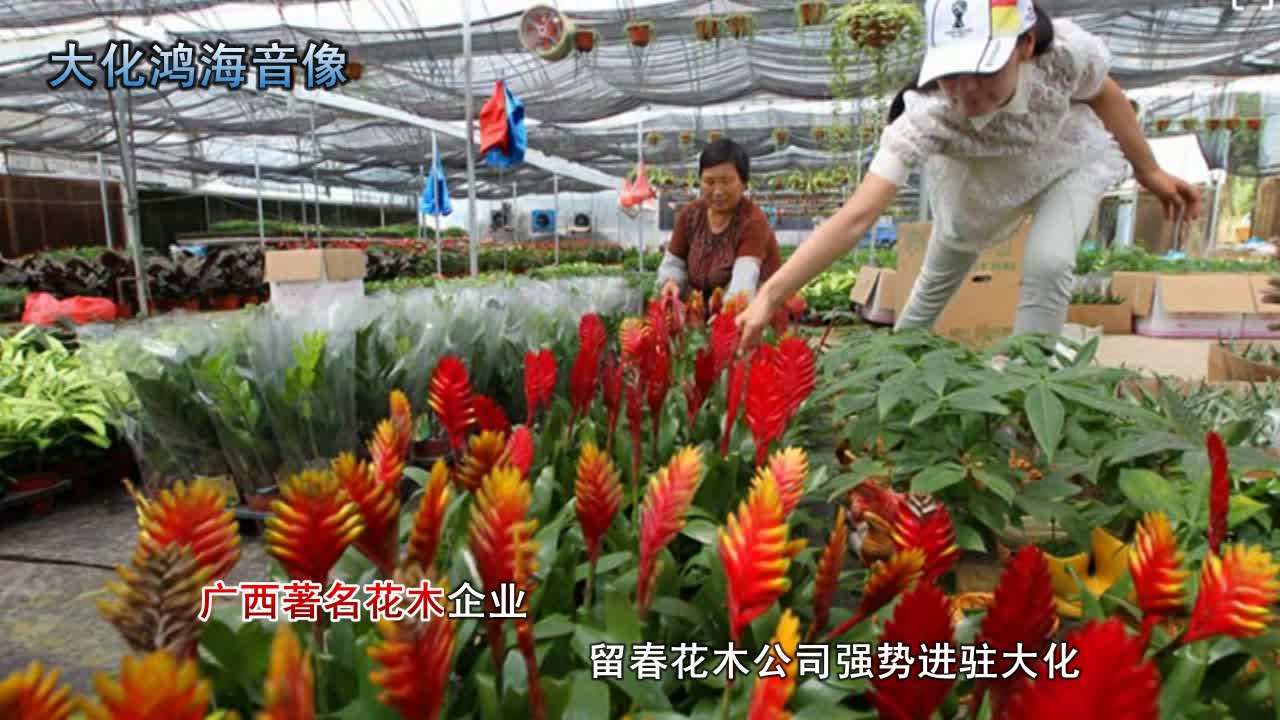 留春花卉苗木公司宣传片(正版)