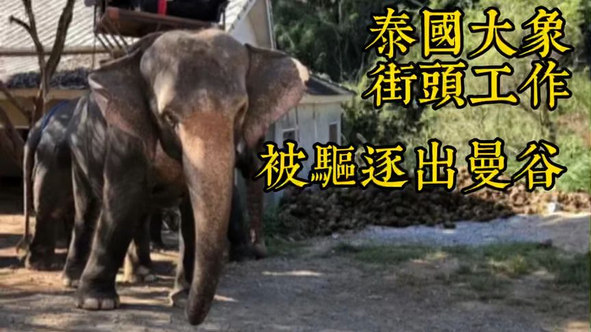 泰国大象在街头工作,最后被驱逐出曼谷