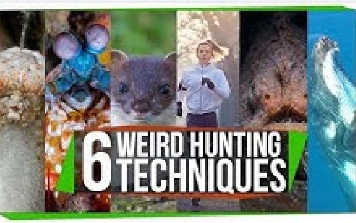 【Scishow】动物捕猎的6大惊人技巧