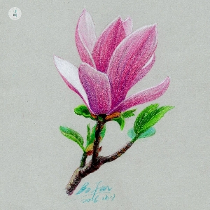 花花简笔画 