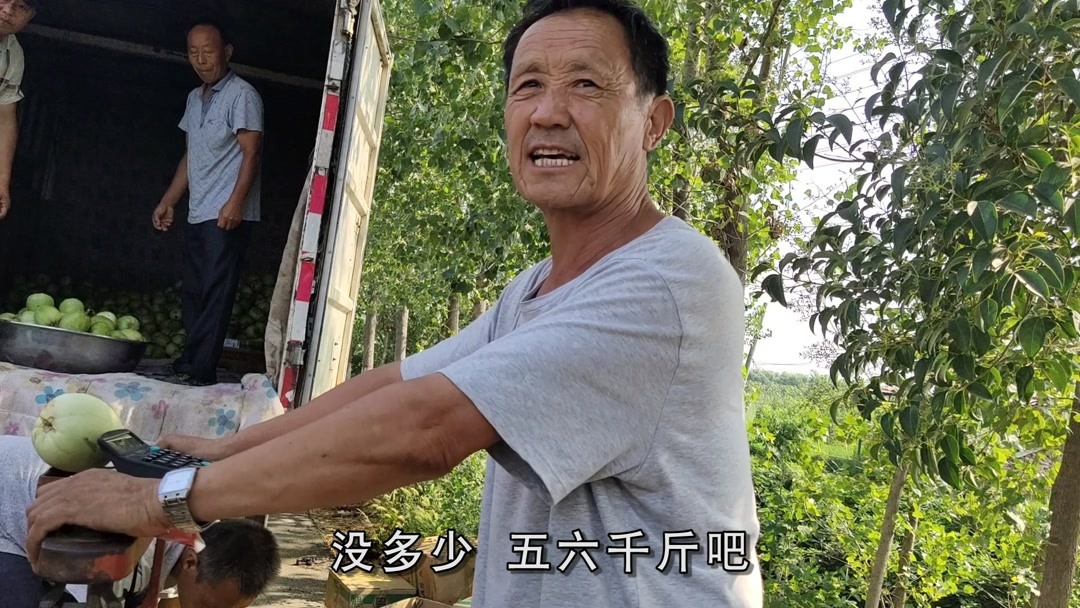 河南农村甜瓜大丰收,外地老板开大卡车来收瓜,场面壮观