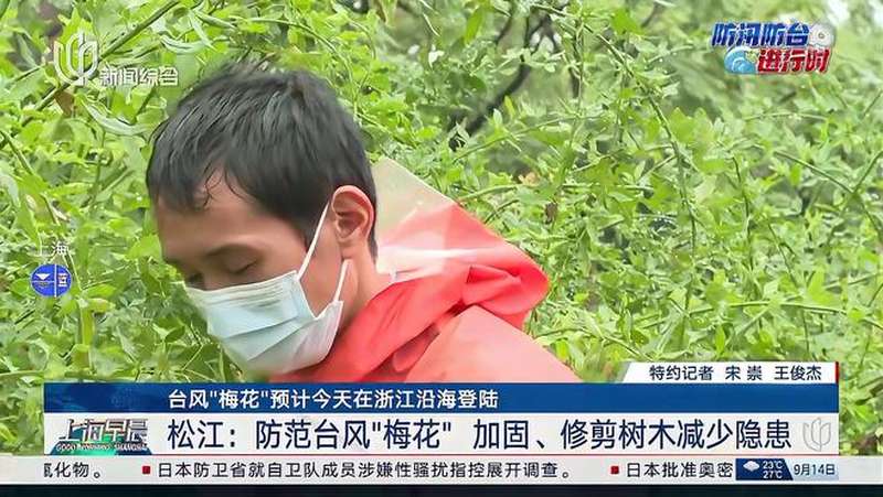松江:防范台风“梅花” 加固、修剪树木减少隐患