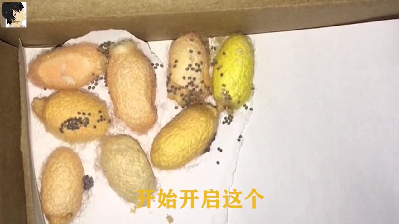 十块钱买了一百只蚕卵,还能结出彩色蚕茧,你们有养过吗?