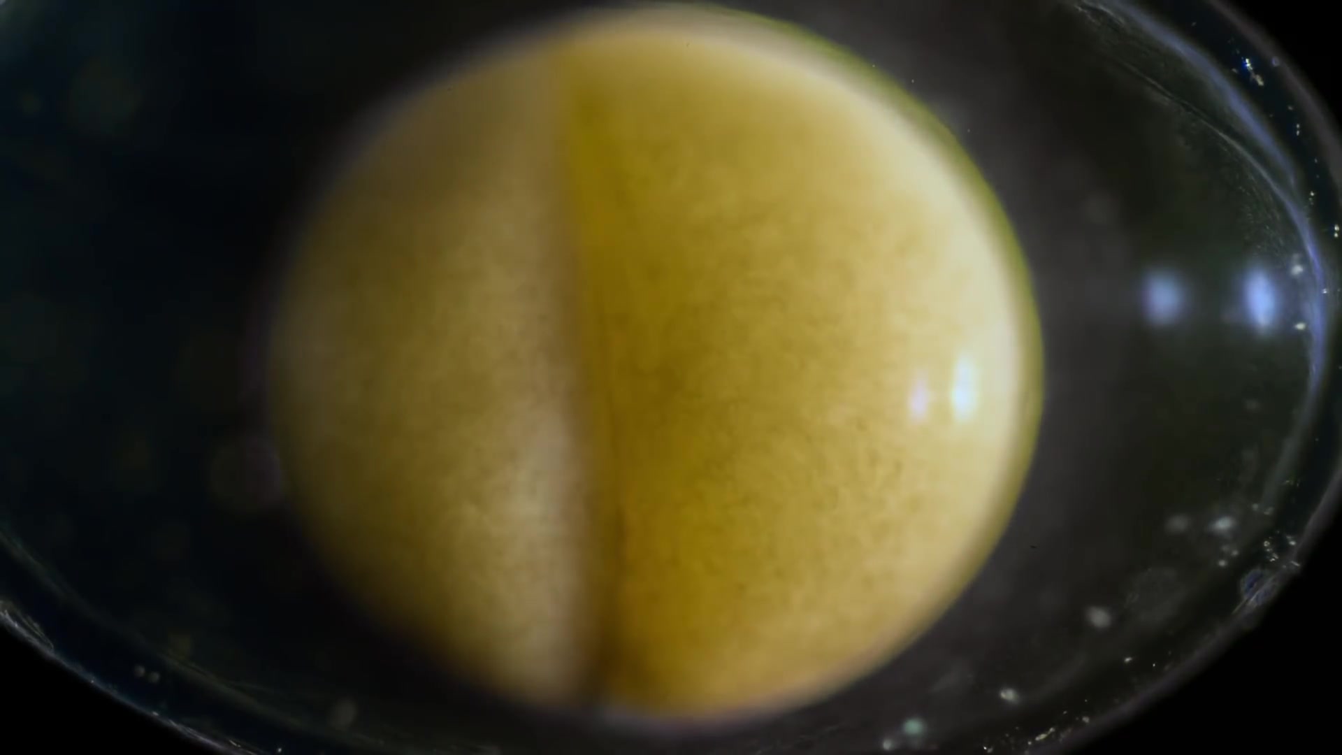 亲眼目睹蝾螈胚胎细胞生长成蝾螈