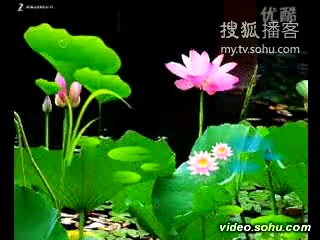 荷塘月色 朱自清 诵读 木盟
