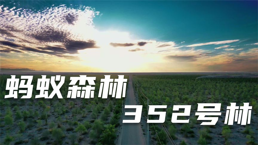 沙漠变绿洲,你种下的蚂蚁森林,352号林