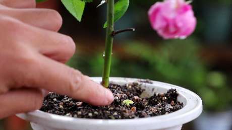 月季换盆发现长“肿瘤”了?要鉴别好是根瘤还是愈伤组织