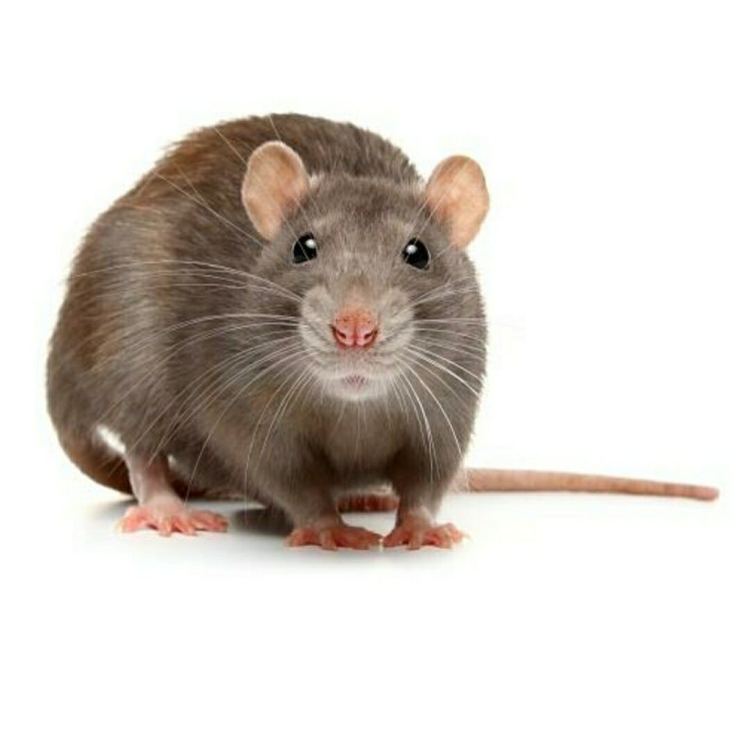 你好我叫奇尔斯 