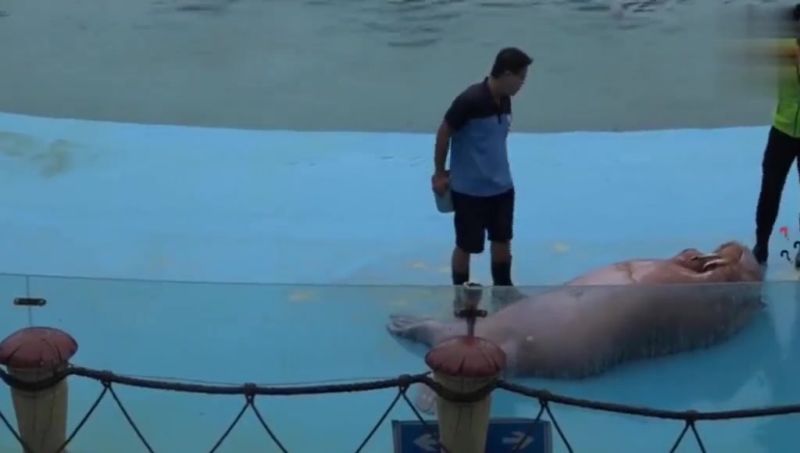 青岛海洋公园海象表演，心都快被萌化