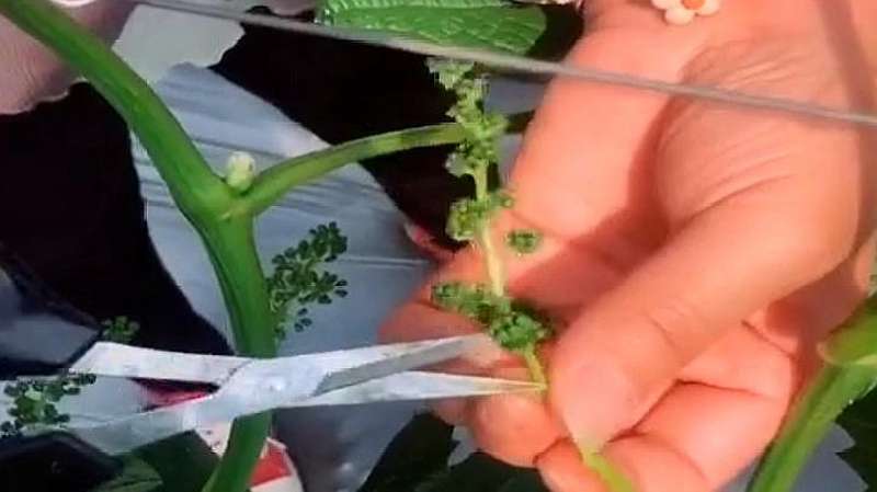 葡萄苗蔬果了,保证果子的发育,农村大妈在地里一呆就是一天!