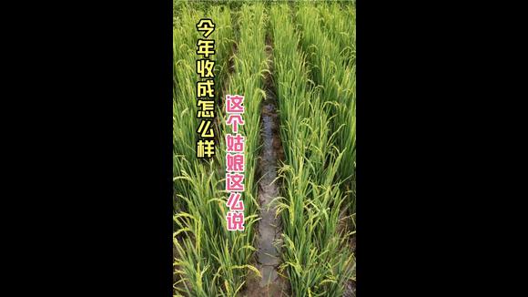 大农村怎么样,稻谷快成熟了
