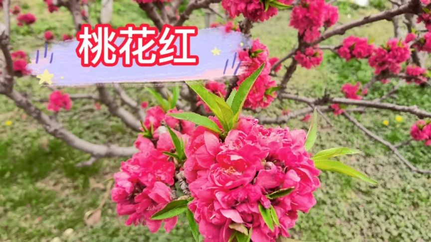 央视的经典咏流传中一曲秦观的《行香子》配上春景,美不胜收!