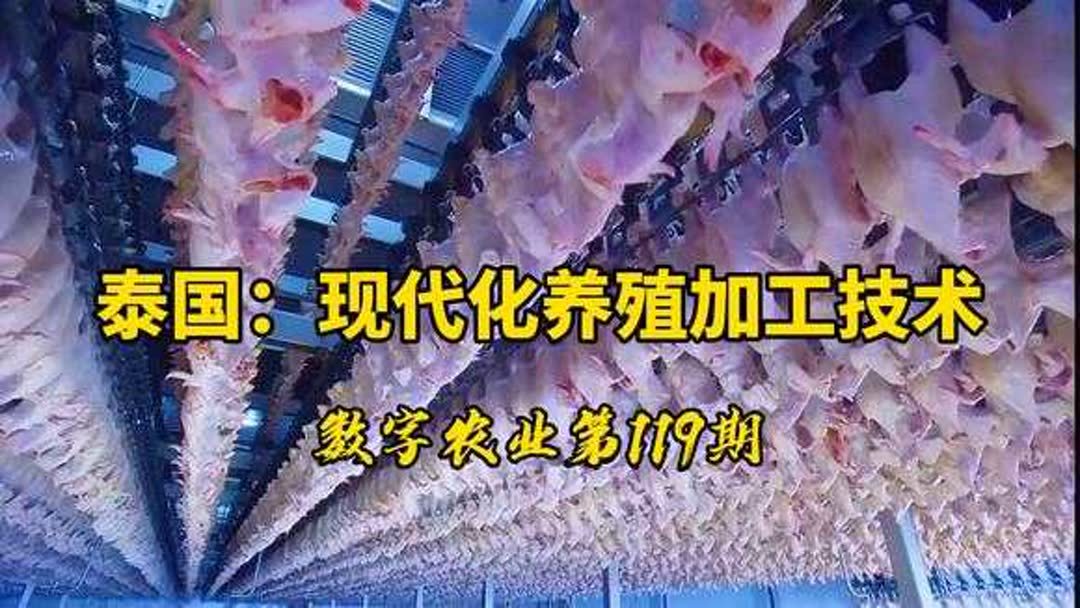 数字农业119期:泰国现代化养殖和加工肉鸡!感受下现代养殖业
