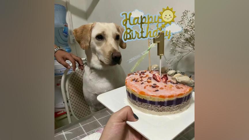 #萌宠出道计划 #傻狗的日常 宠物生日蛋糕,祝小家伙健康快乐!