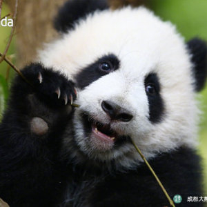 可爱的大熊猫YM 