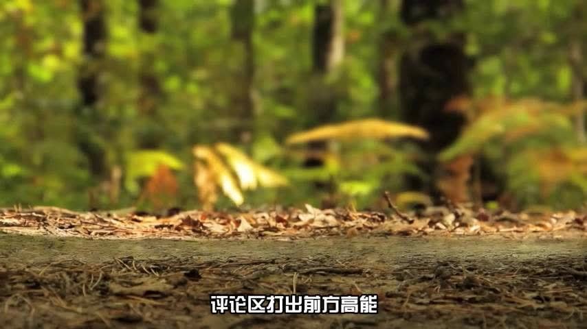 蜘蛛化身赛车高手,和苍蝇们一决高下,脑洞短片《昆虫总动员》