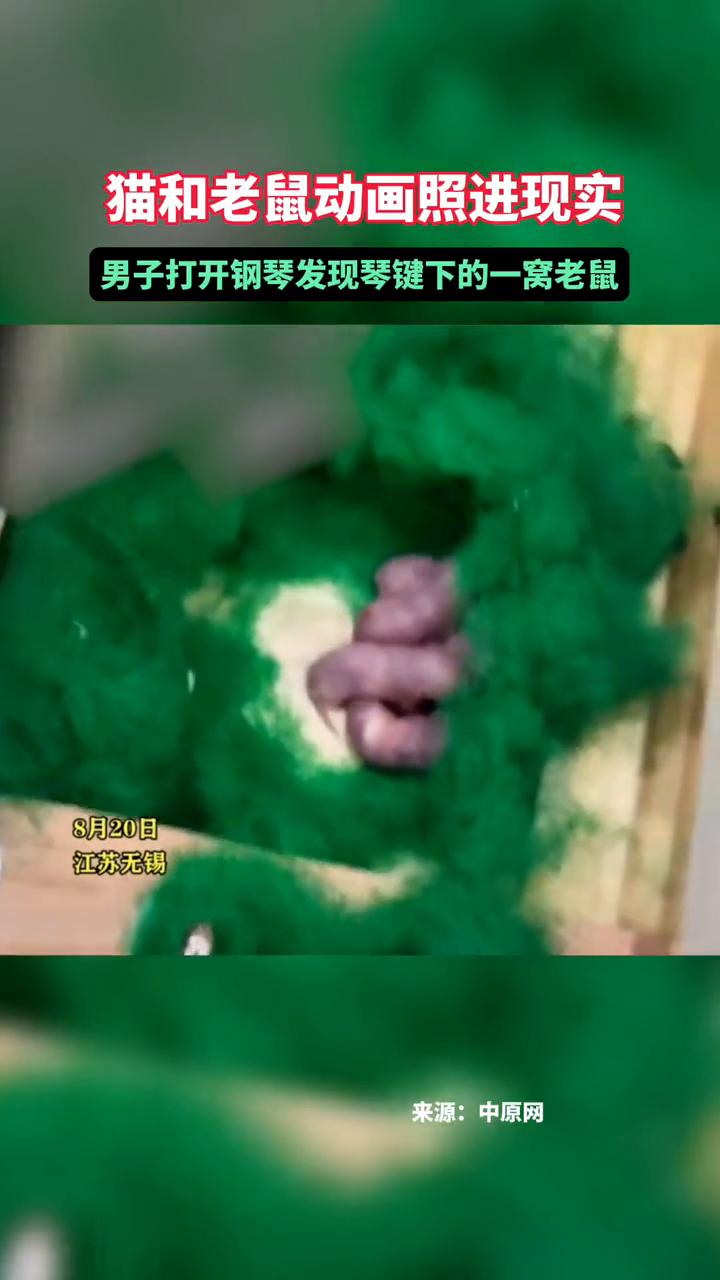 猫和老鼠动画照进现实,男子打开钢琴发现琴键下一窝老鼠