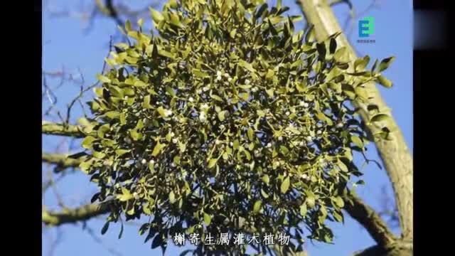 每天识别三种中药材:木通、槲寄生、大血藤