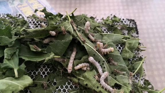 终于拍到蚕宝宝蜕皮的过程了!