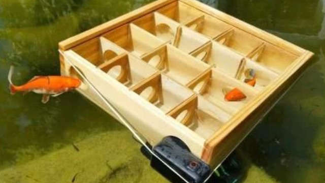 都说鱼的记忆只有七秒,老外做了一个实验,把小鱼放在了迷宫里